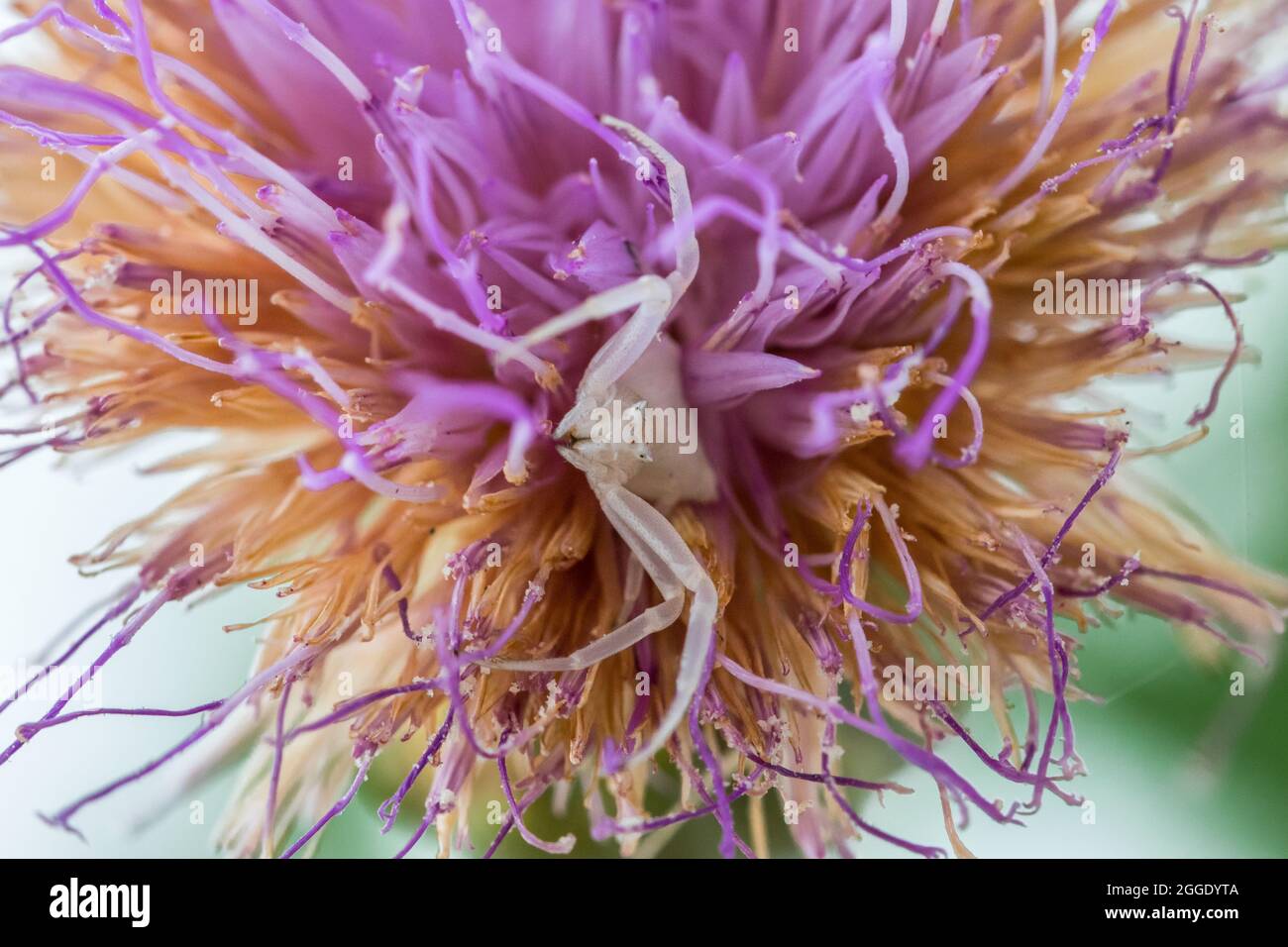 White Humped Crab Spider, Thomisus onustu, on Maltese Rock-Centaury ...