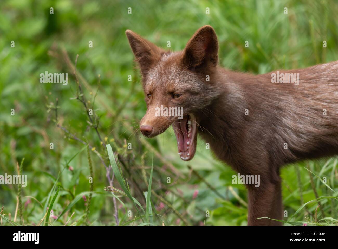 Fox creature hi-res stock photography and images - Alamy