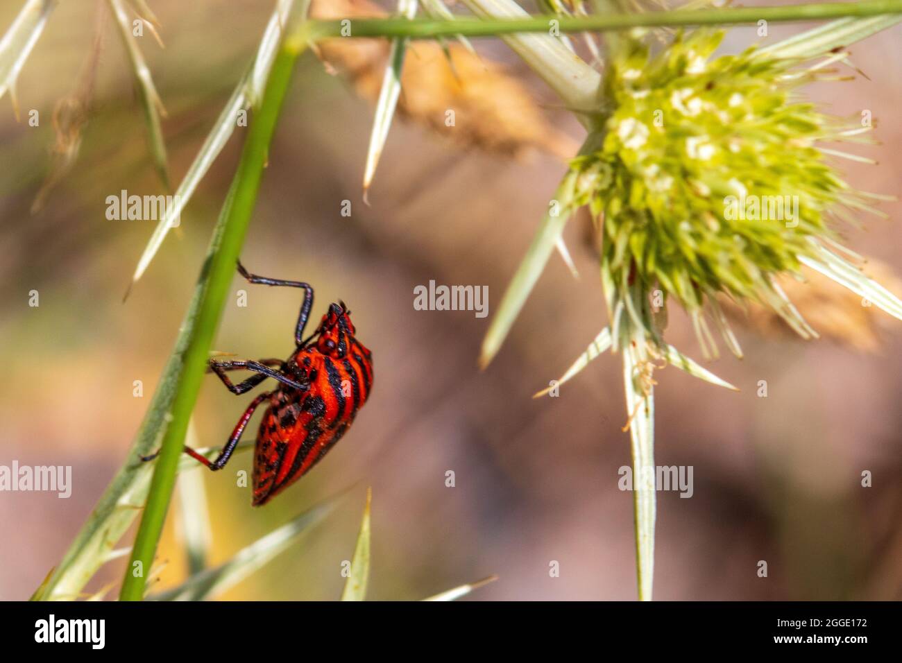 Graphosoma italicum ssp. italicum, Continental Striped Shield Bug Stock ...