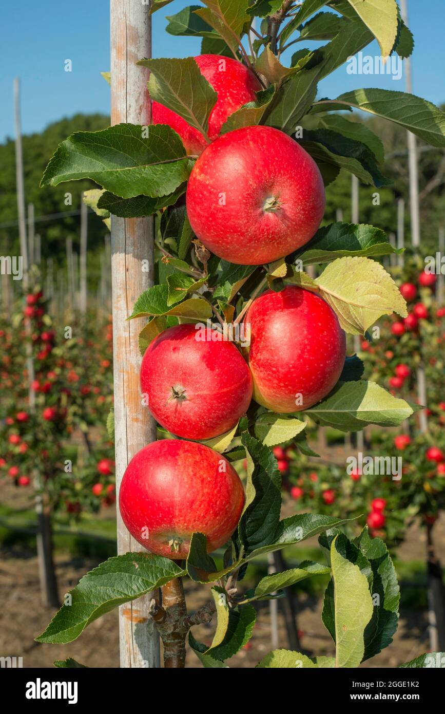 Apple plantation of Discovery apples in Oesterlen fruit district, Kivik ...