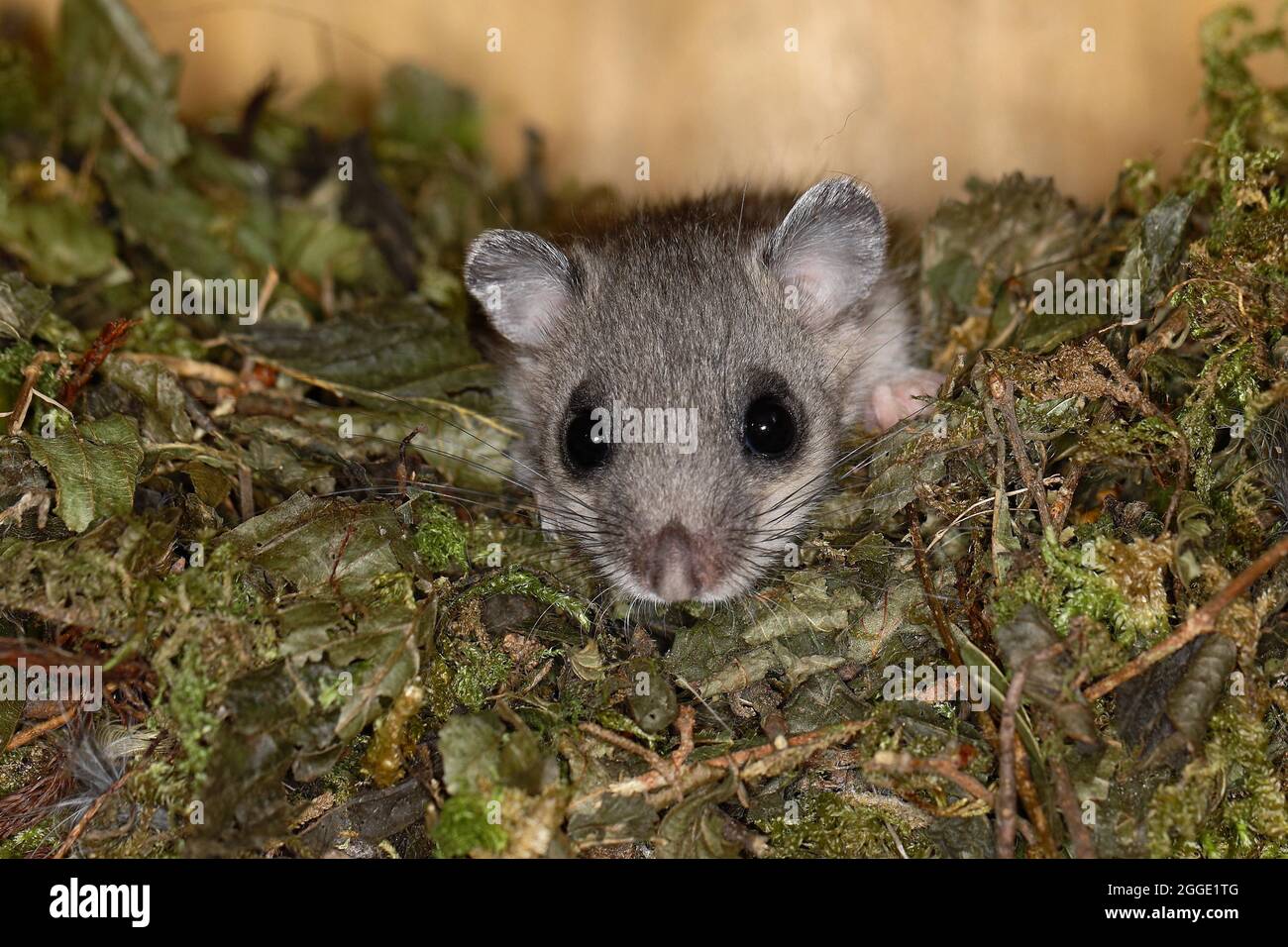 Edible dormouse (Glis glis) in a nesting box as a summer roost, animal ...