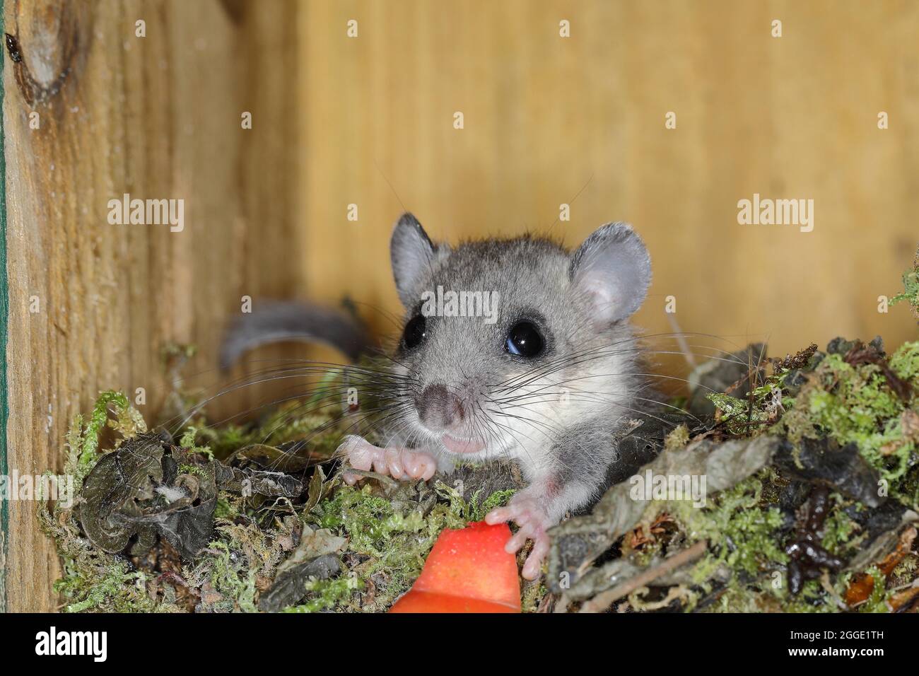 Edible dormouse (Glis glis) in a nesting box as a summer roost, animal ...