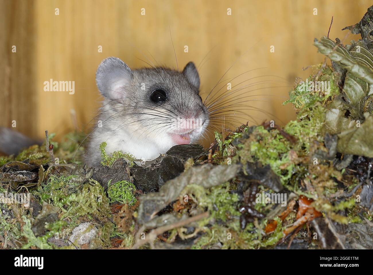 Edible dormouse (Glis glis) in a nesting box as a summer roost, animal ...