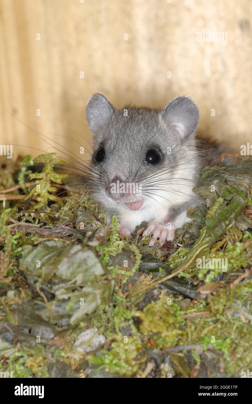 Rodent animal portrait hi-res stock photography and images - Alamy