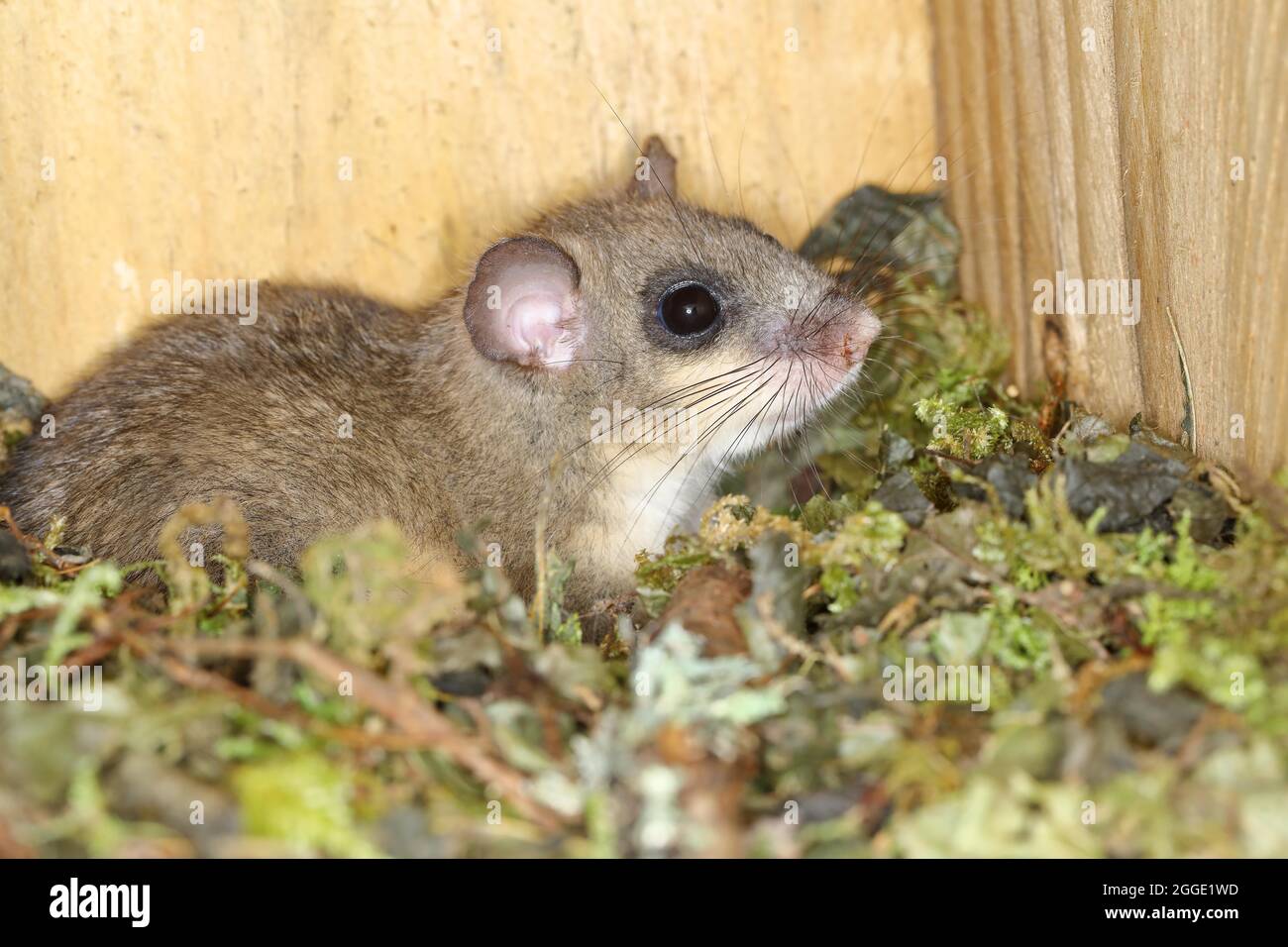 Edible dormouse (Glis glis) in a nest box as a summer roost, Siegerland ...