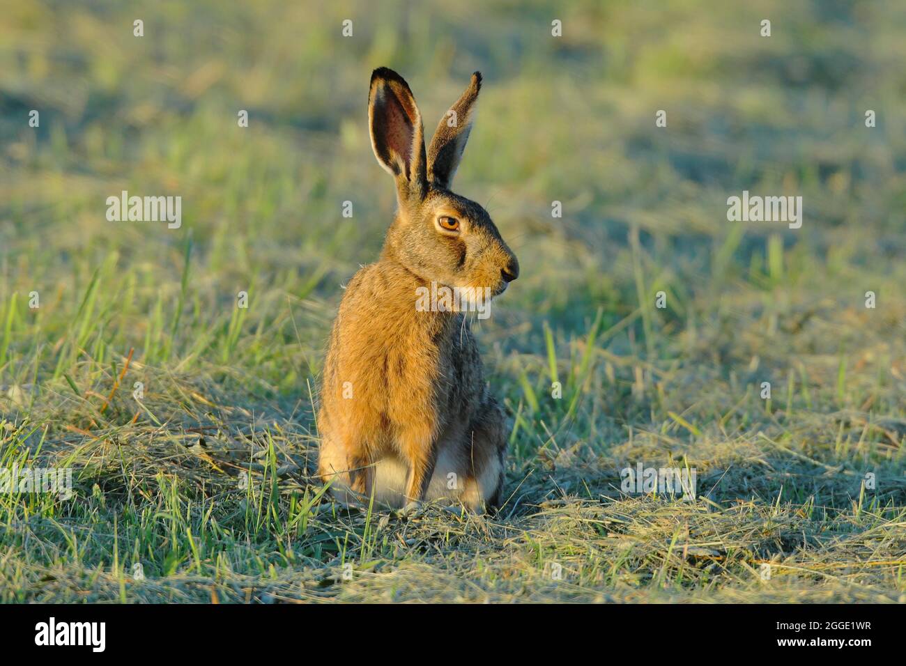 European hare (Lepus europaeus) sitting in a meadow, Rothaargebirge ...