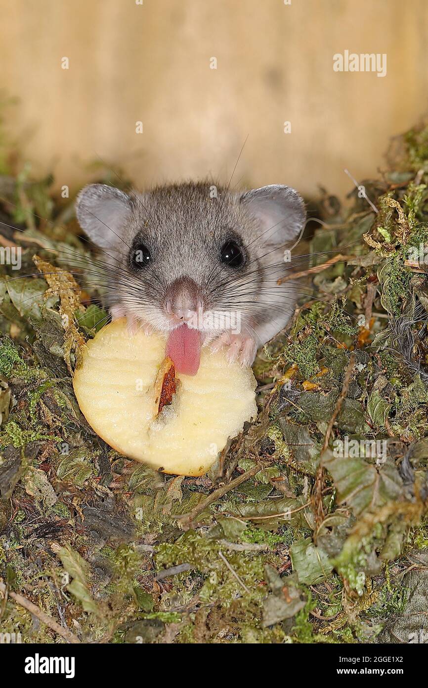 Edible dormouse (Glis glis) in a nest box as a summer roost, eating an ...