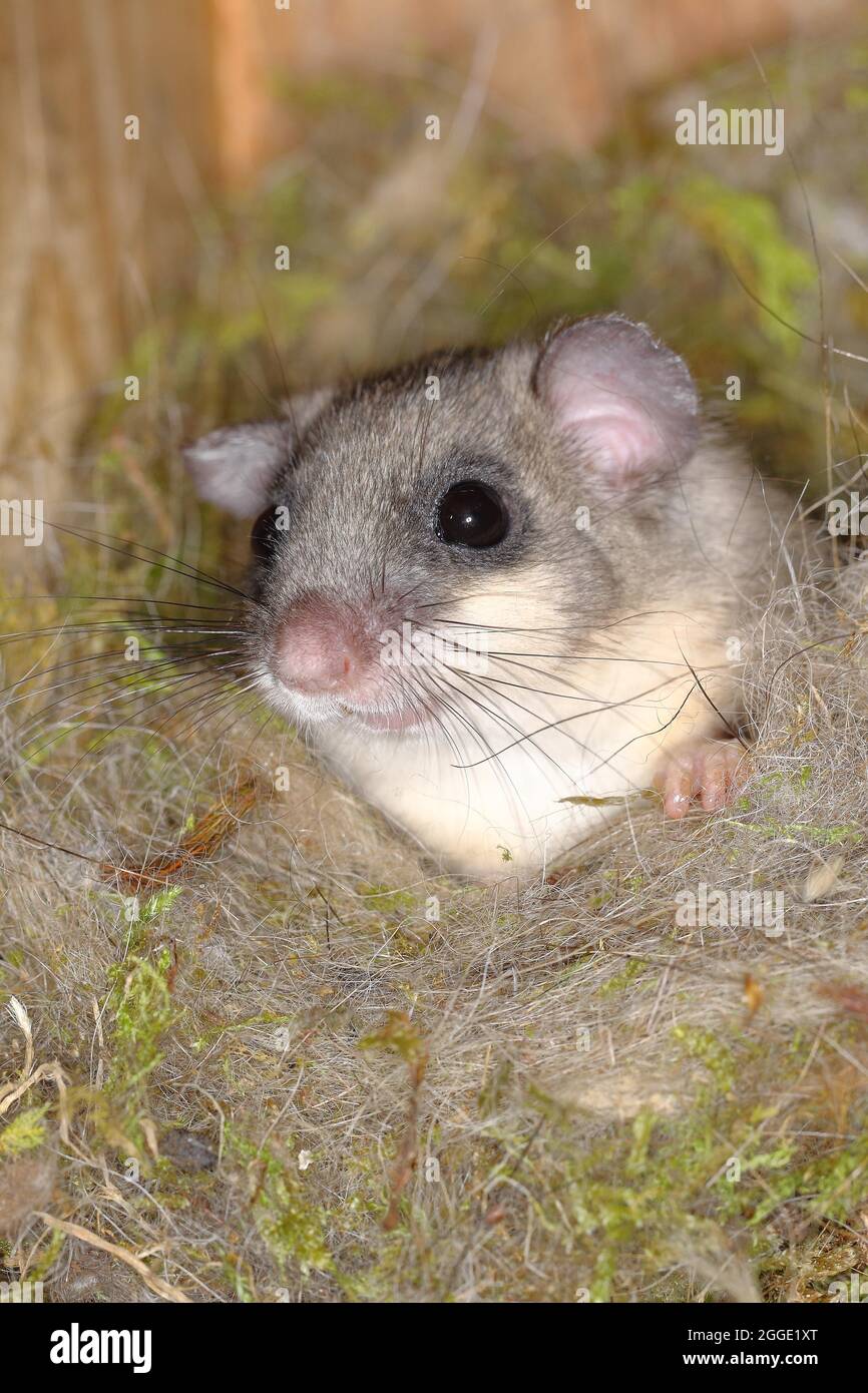 Edible dormouse (Glis glis) in a nesting box as a summer roost, animal ...
