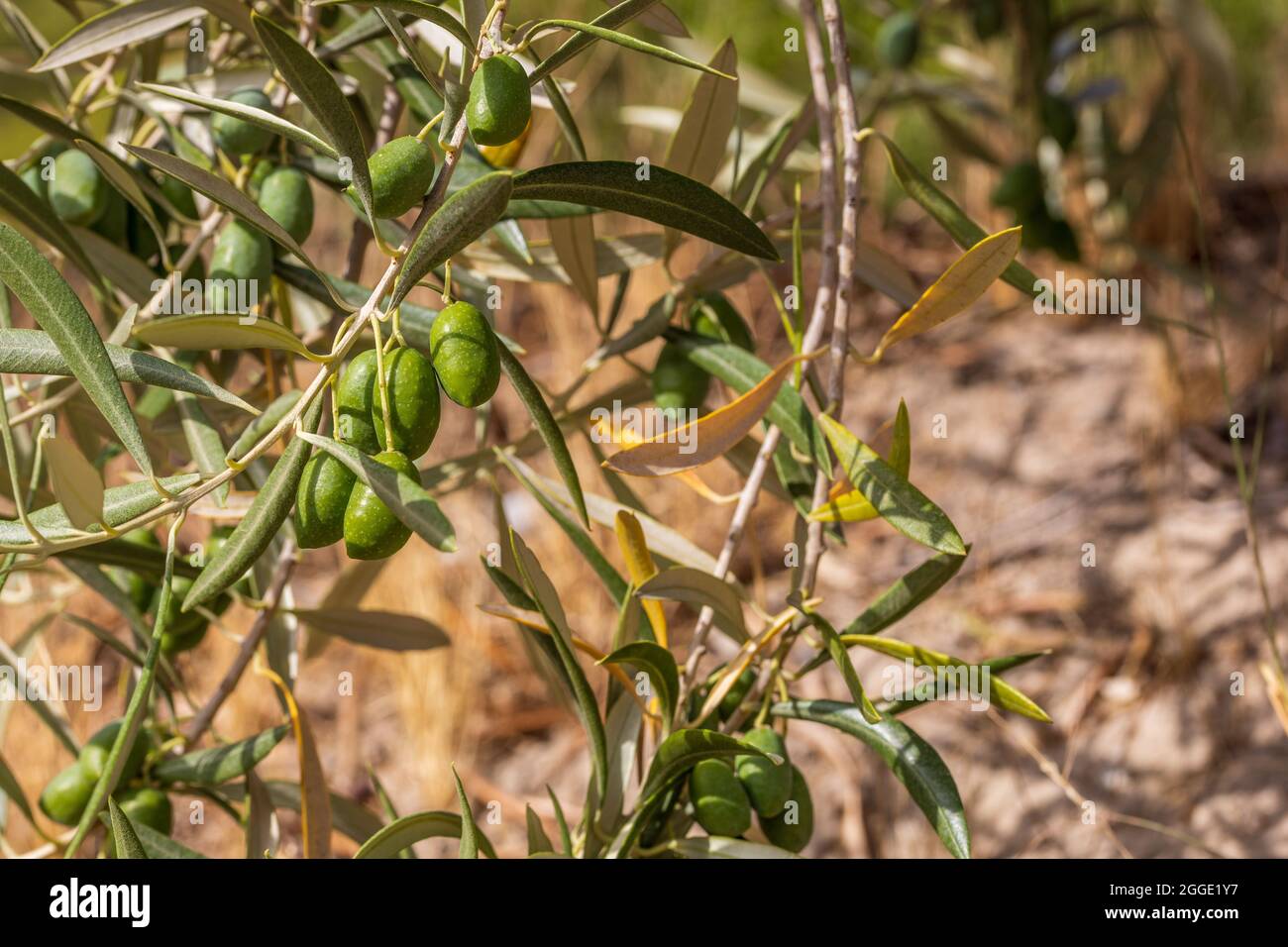 Hanging olive tree branches hi-res stock photography and images - Alamy