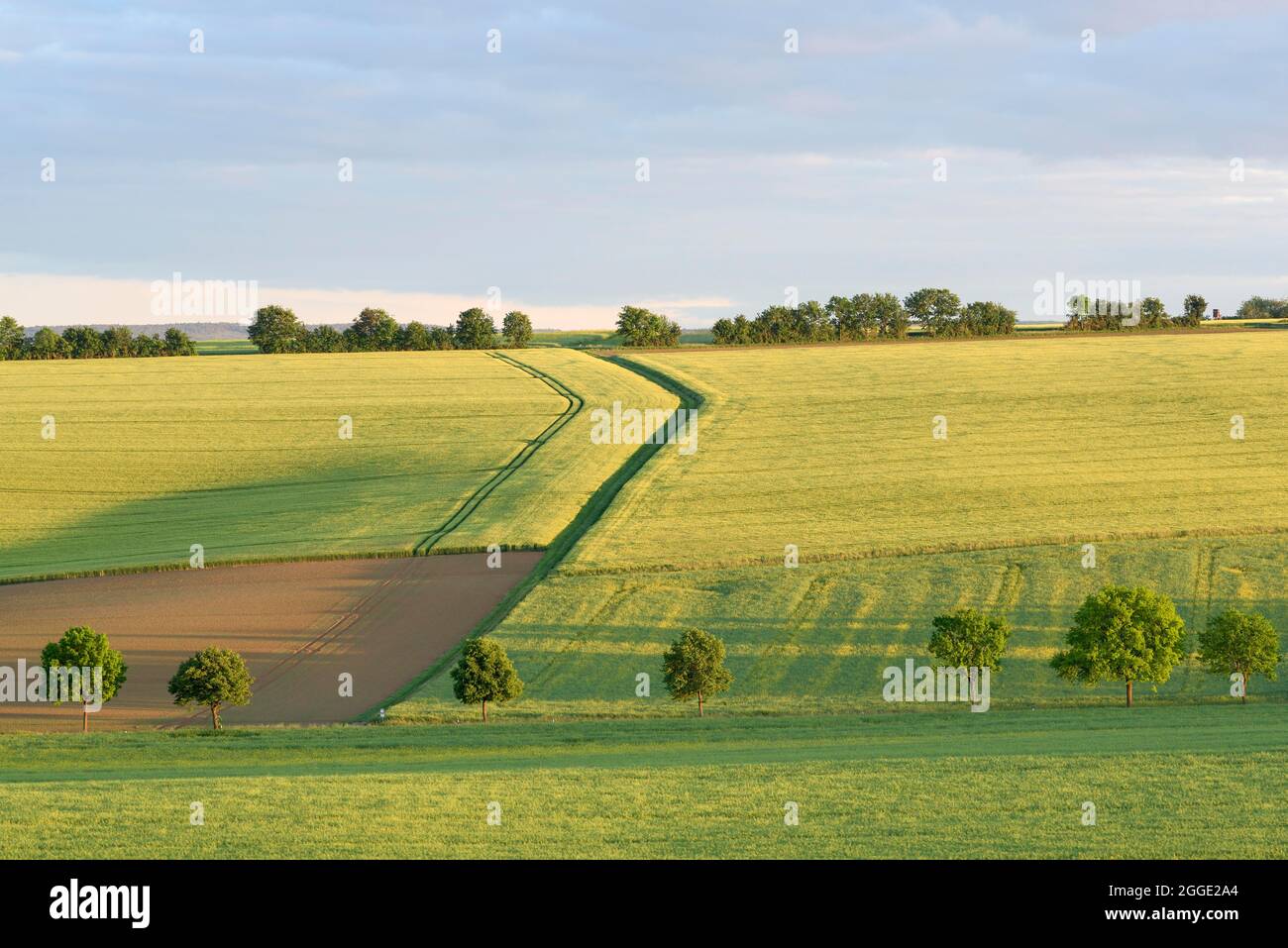 Cultural landscape with grain fields, Eifel, North Rhine-Westphalia ...