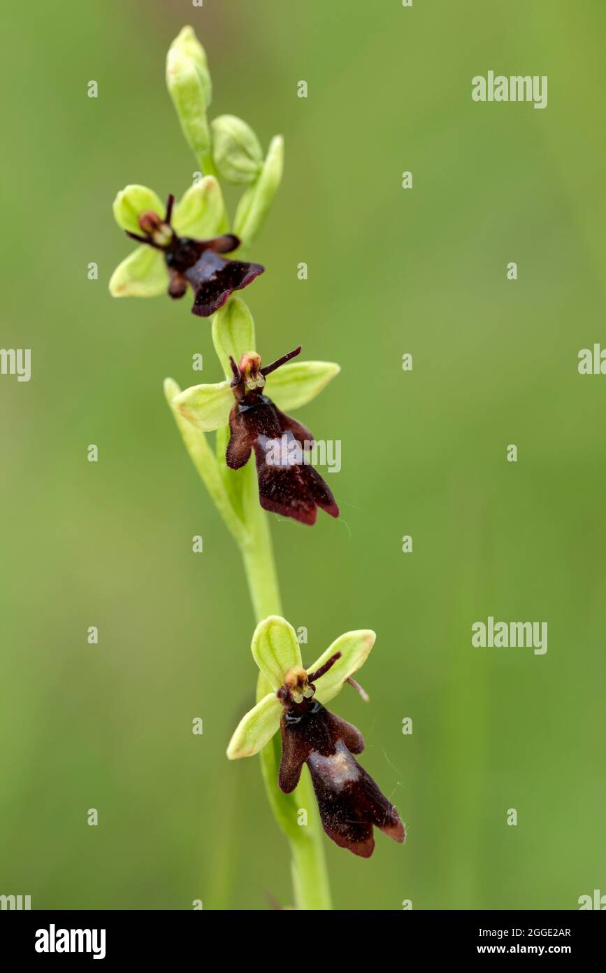 Fly orchid (Ophrys insectifera), flower, dry grassland, Eifel, North ...
