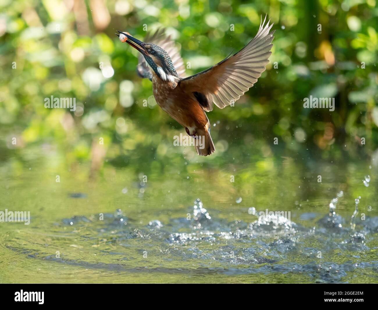 Emerge out of water splash hi-res stock photography and images - Alamy