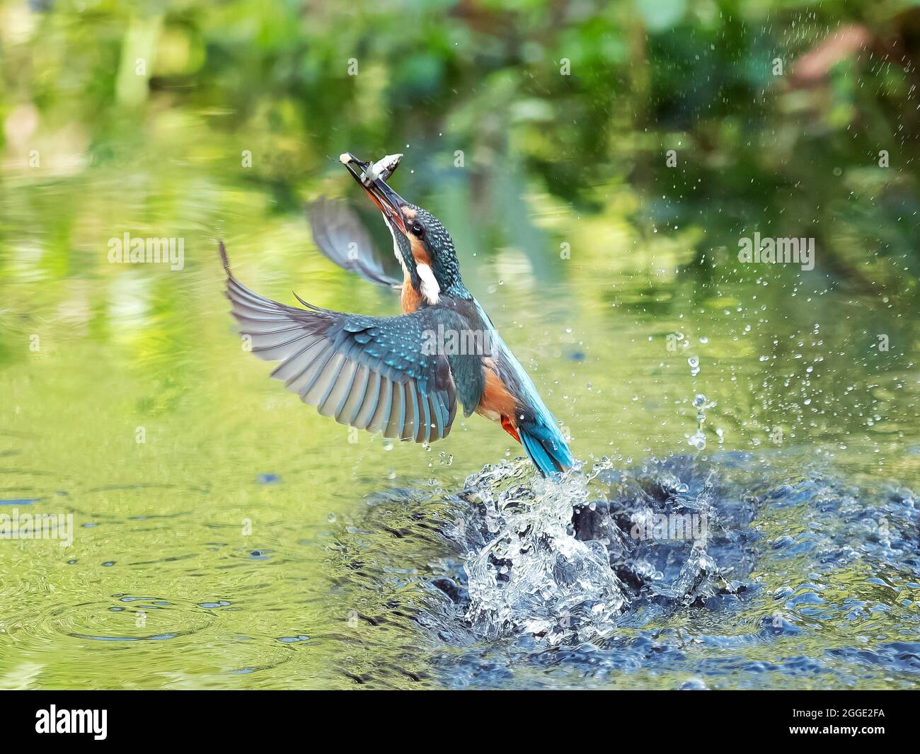 Fishing Common kingfisher (Alcedo atthis) emerging with a fish, North ...