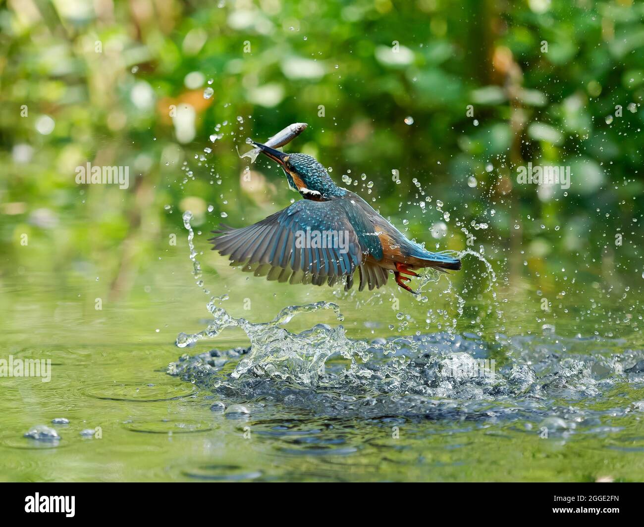 Fishing Common kingfisher (Alcedo atthis) emerging with a fish, North ...