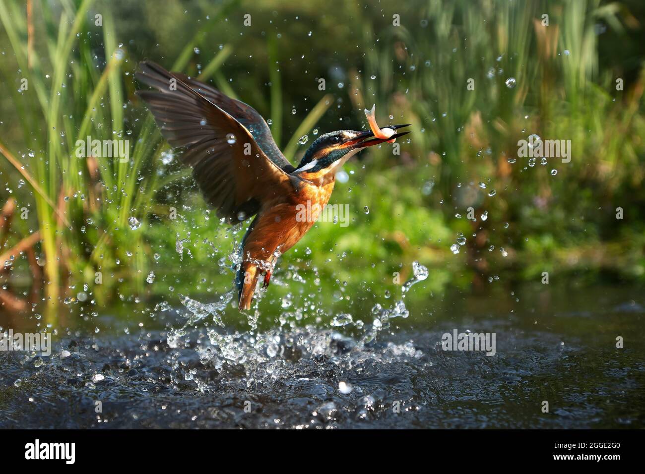 Fishing Common kingfisher (Alcedo atthis) emerging with a fish, North ...