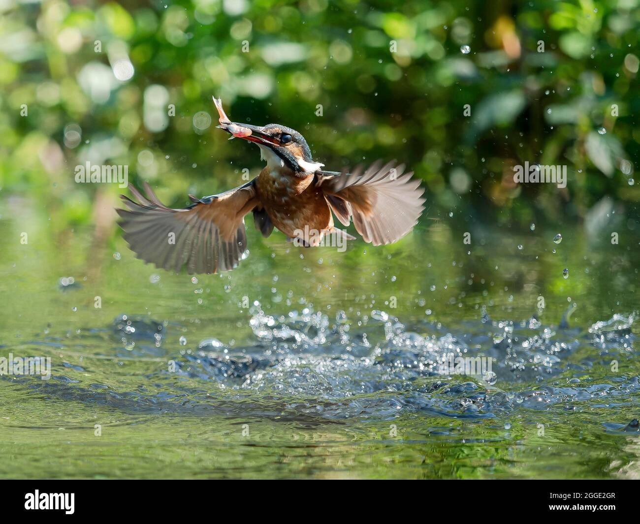 Emerge out of water splash hi-res stock photography and images - Alamy