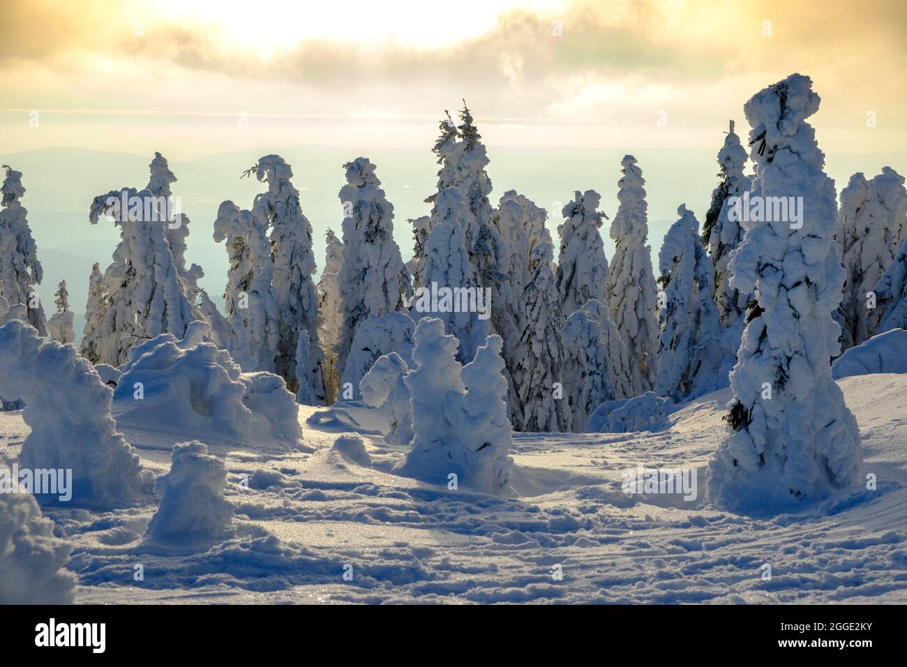 Sunset with snow-covered spruces, Arbermandl, Arbermaennchen, in winter ...