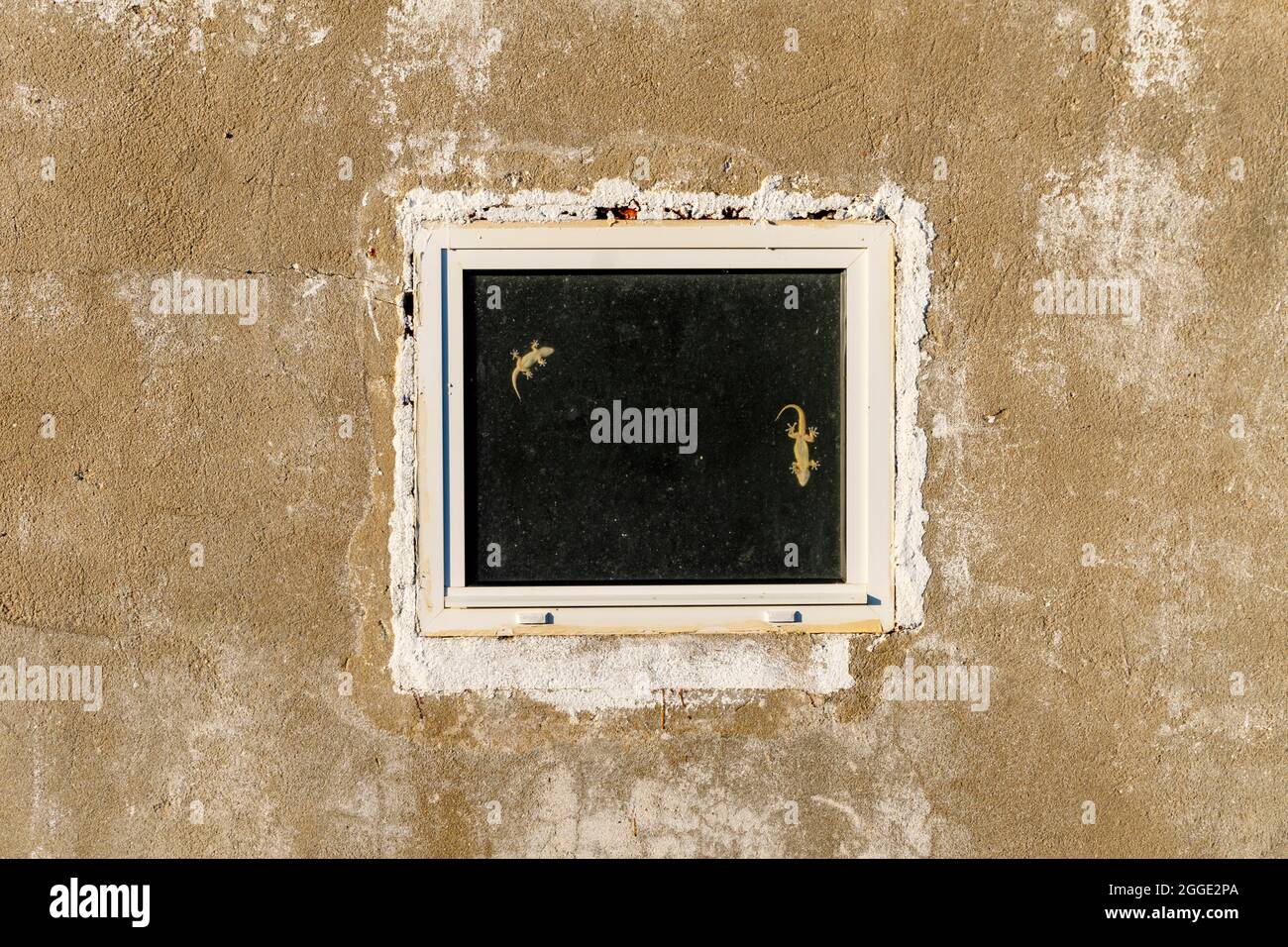 Two lizards on the window of unfinished house, Algarve, Portugal Stock ...