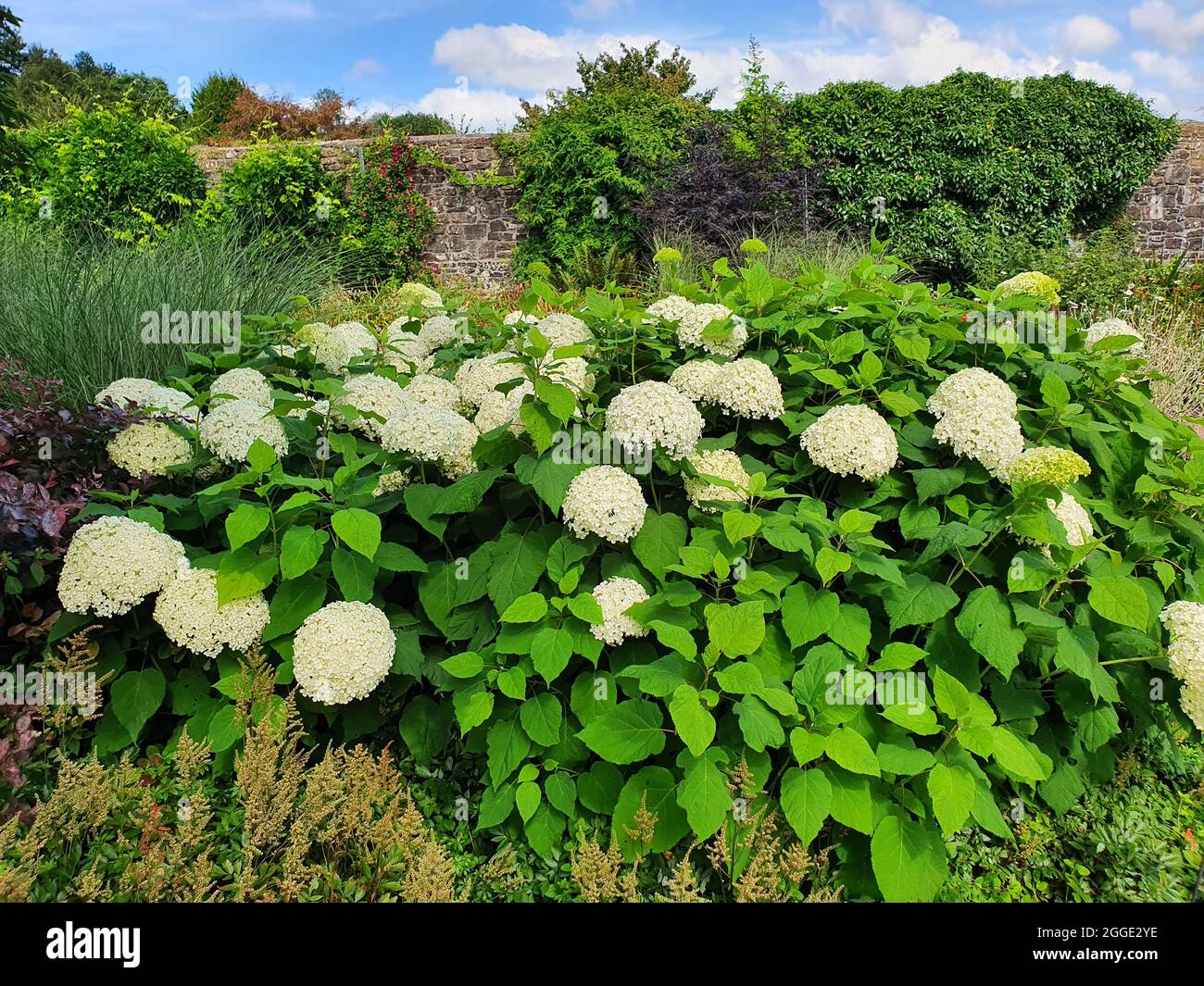 Annabelle flower hi-res stock photography and images - Alamy