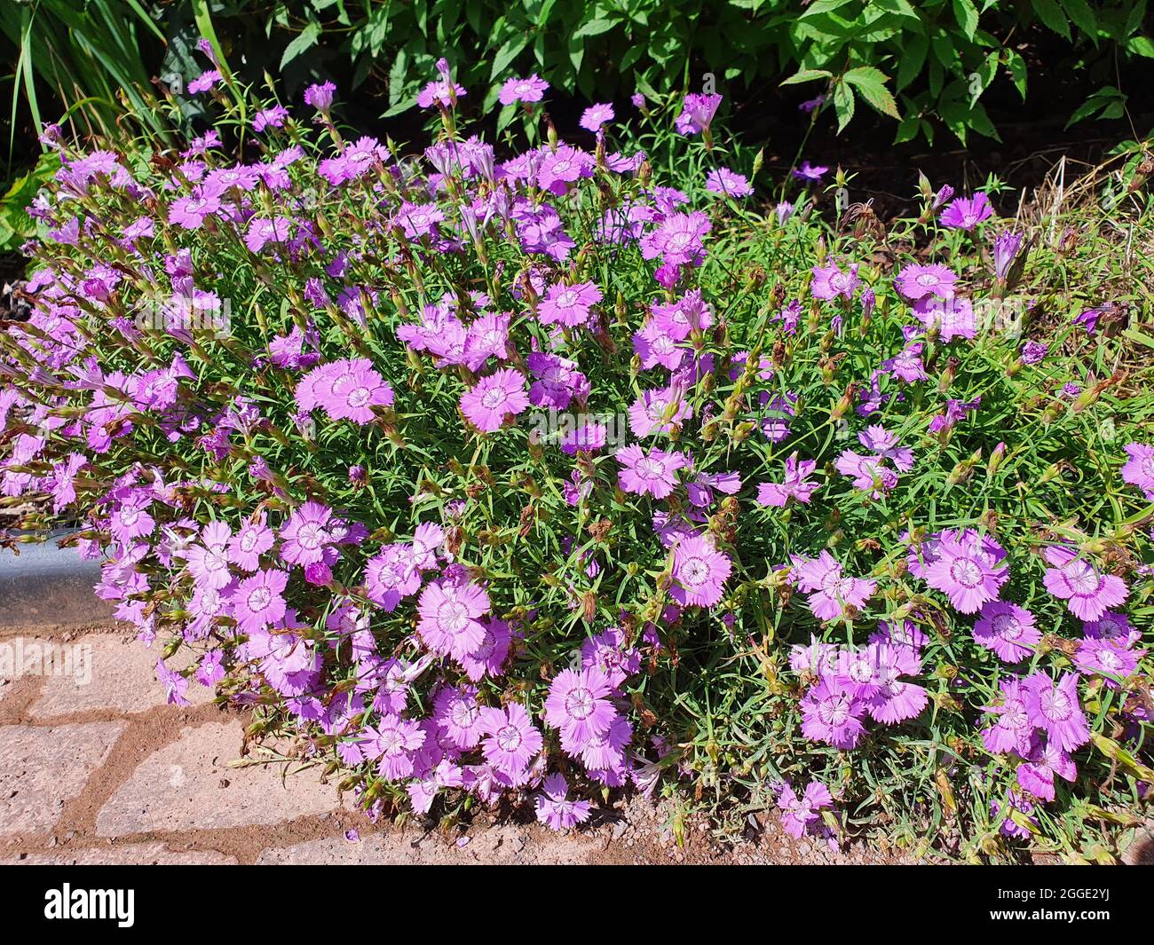 Dianthus amurensis 'Siberian Blue' a summer flowering plant with a ...