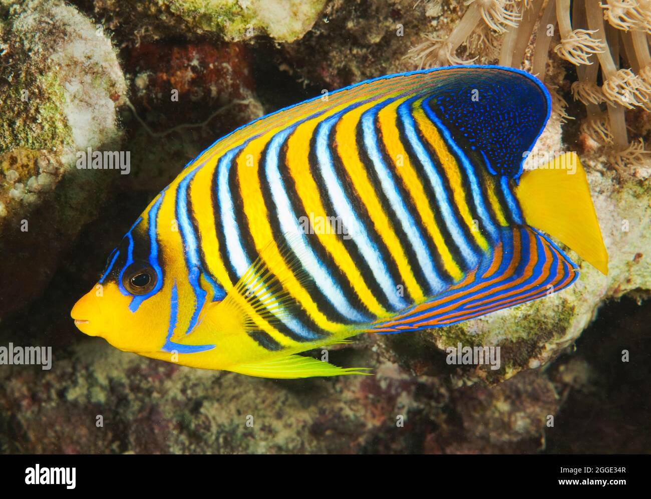 Royal angelfish (Pygoplites diacanthus), Indian Ocean, Maldives Stock ...