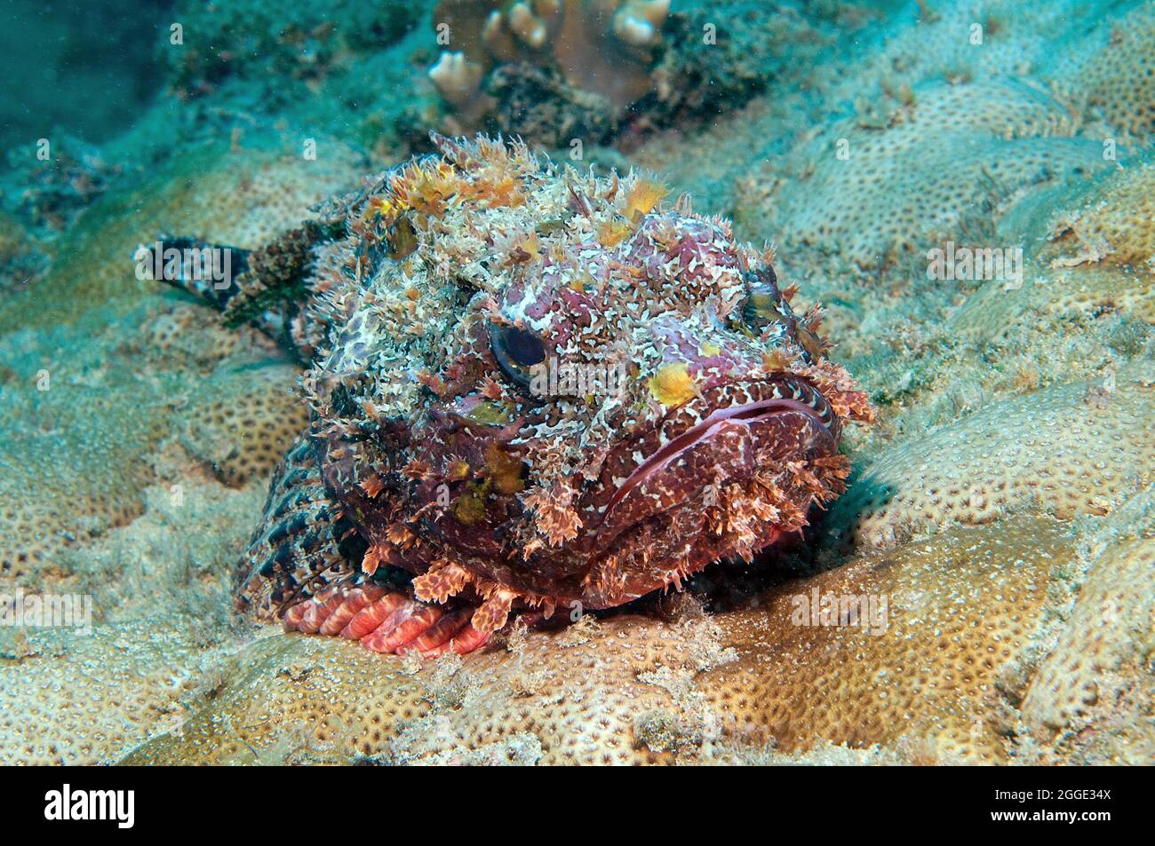 Mail cheeked fish hi-res stock photography and images - Alamy