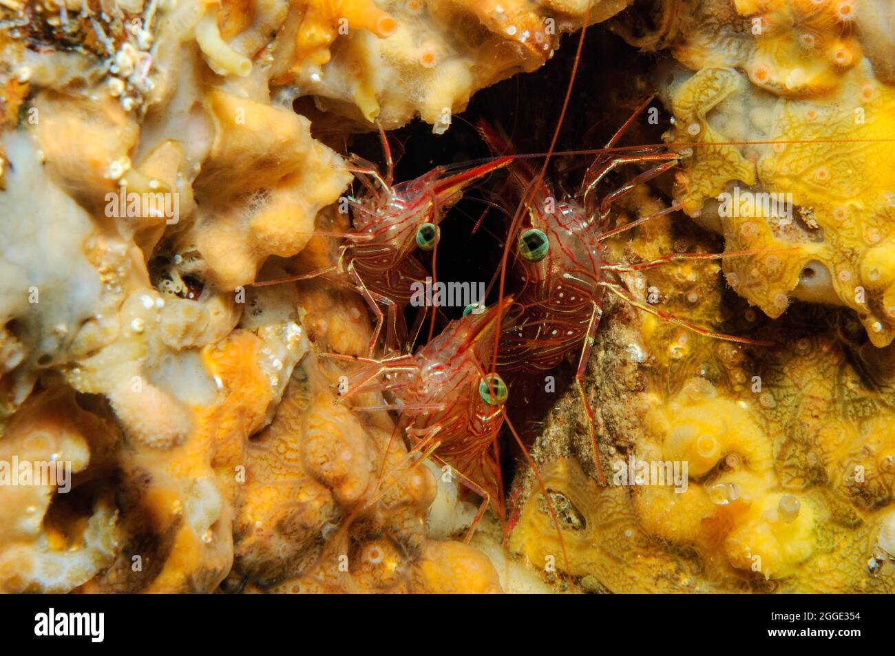 Camel shrimp (Rhynchocinetes durbanensis) hiding in coral reef, Indian ...