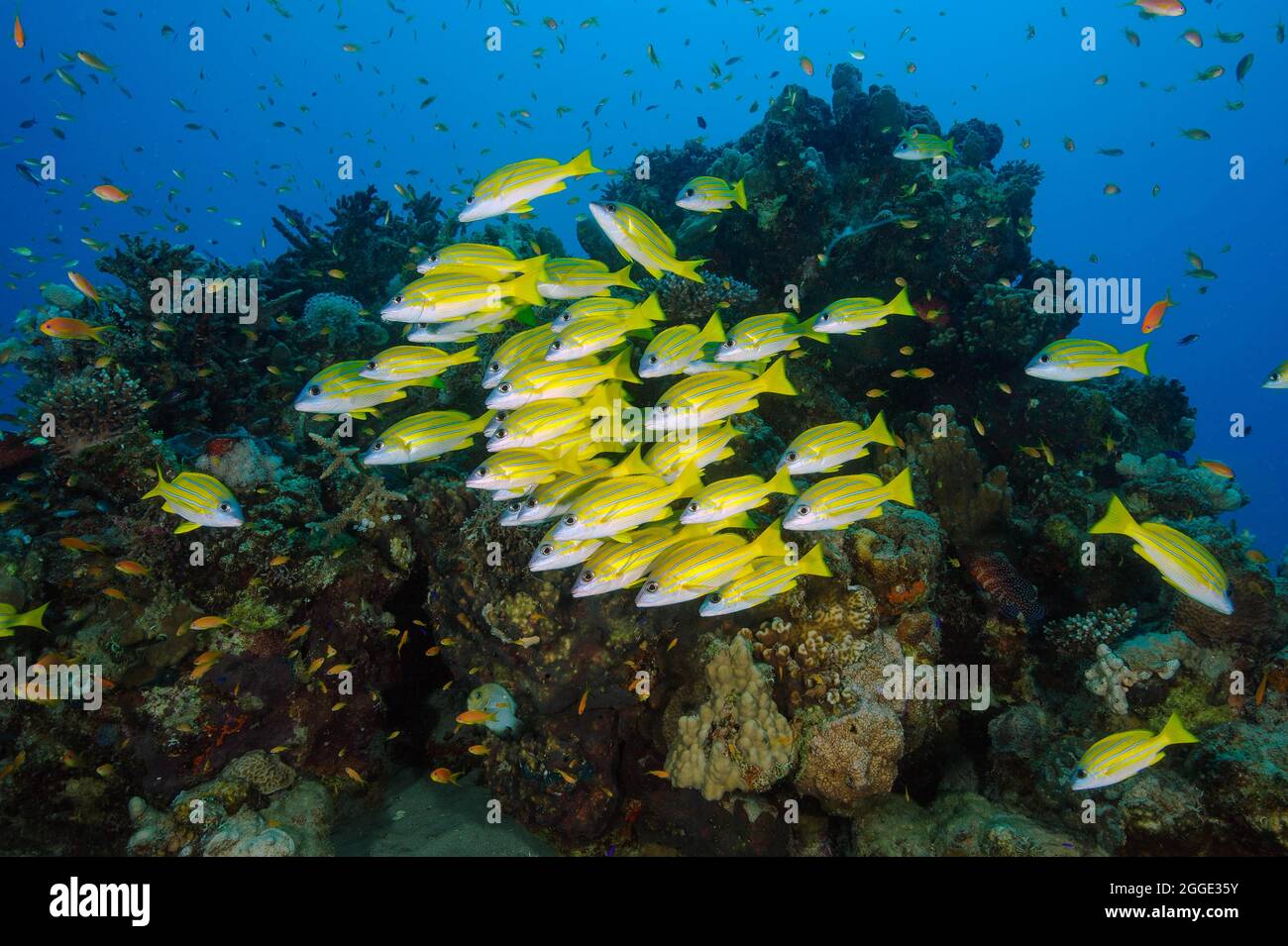 School of fish Bluestripe snapper (Lutjanus kasmira), Indian Ocean ...