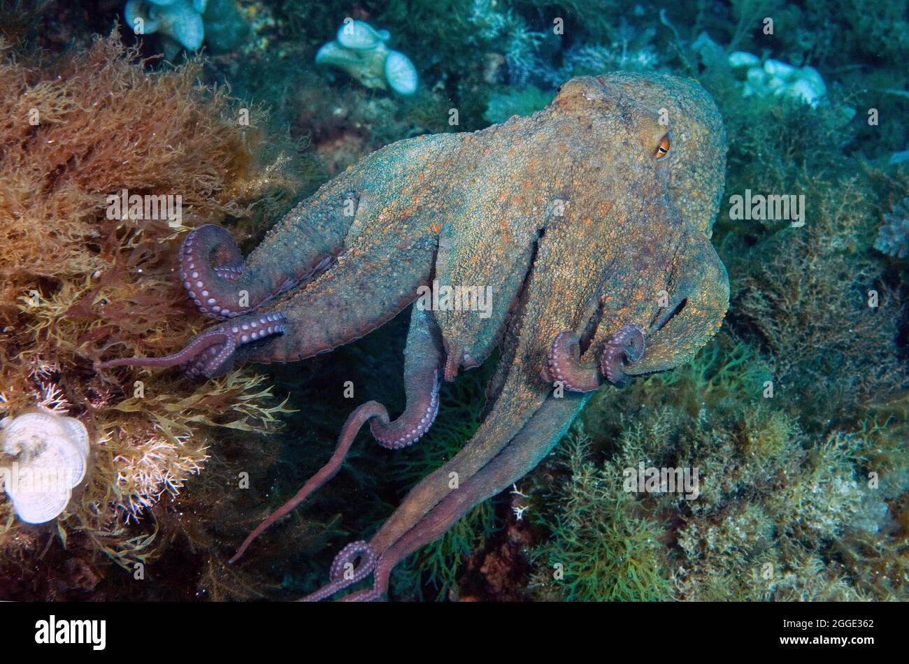 Common Octopus (Octopus vulgaris) with bitten off and regrowing arm ...