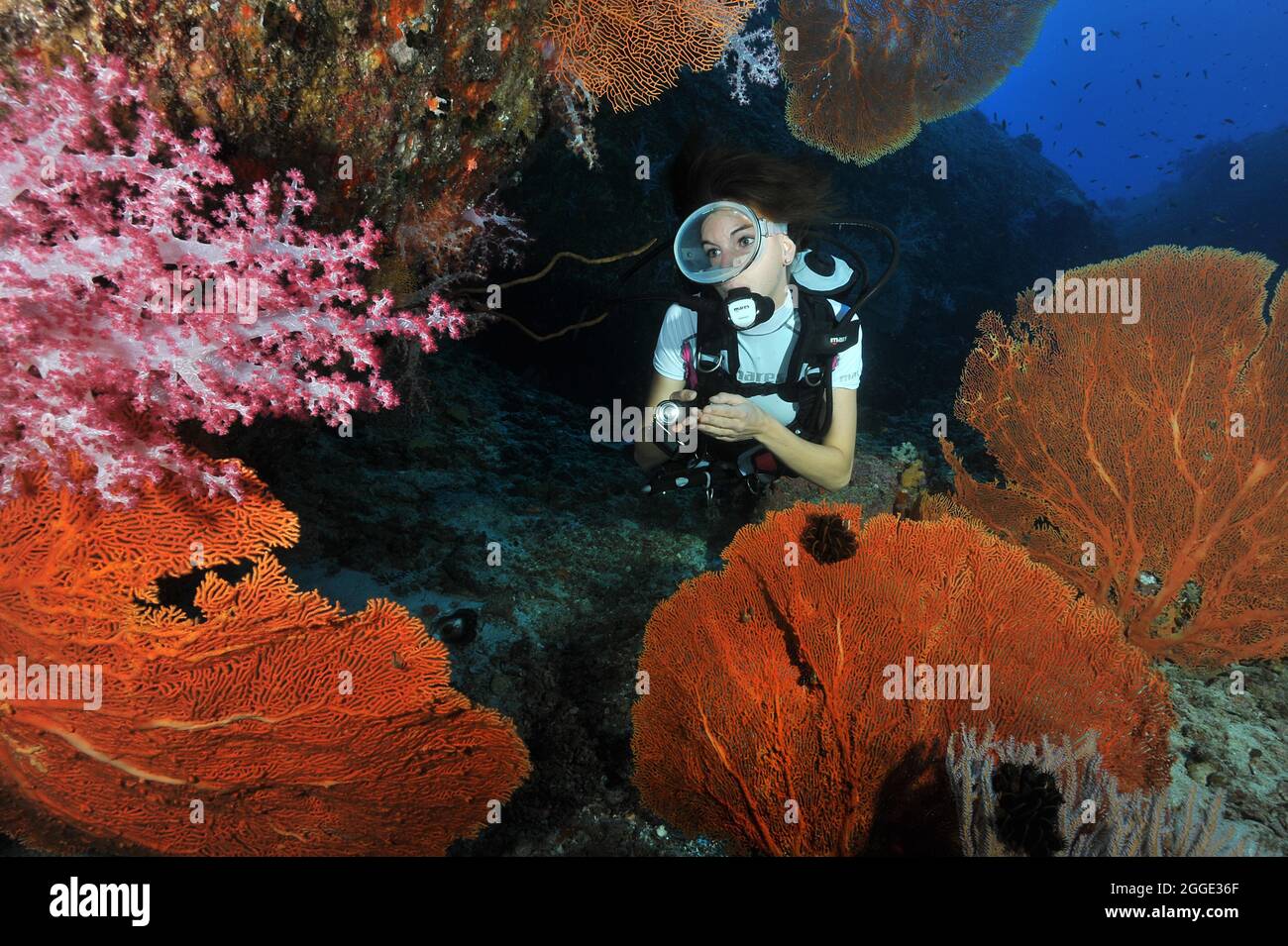 Diver looking at Red Sea Fan (Melithaea) and soft corals ...