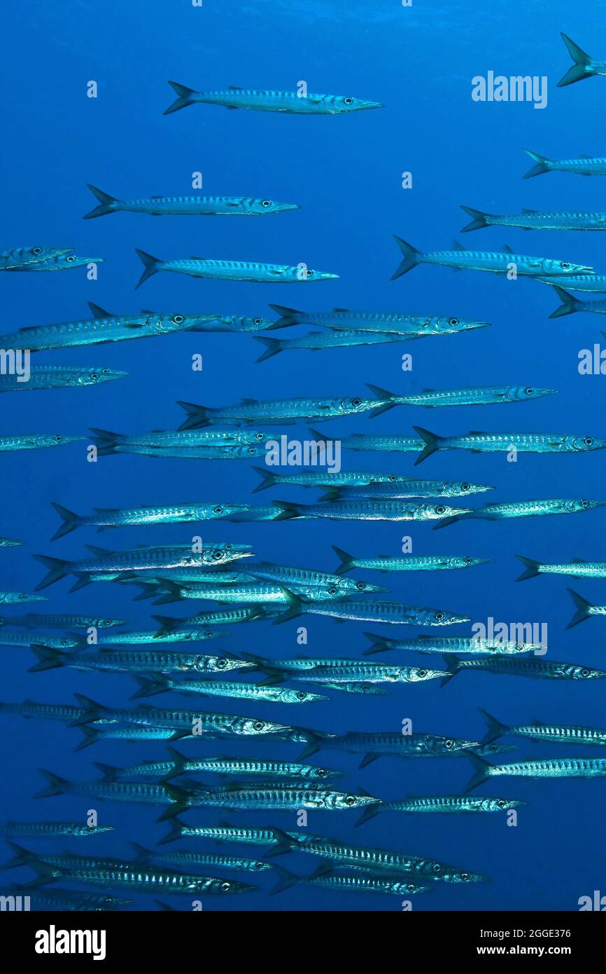 European barracuda sphyraena sphyraena hi-res stock photography and ...