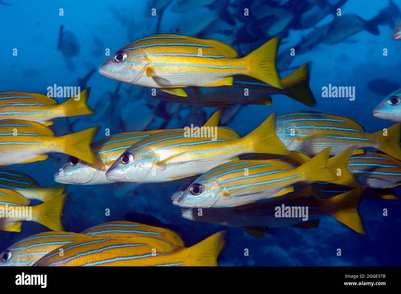 School of fish Bluestripe snapper (Lutjanus kasmira), Indian Ocean ...