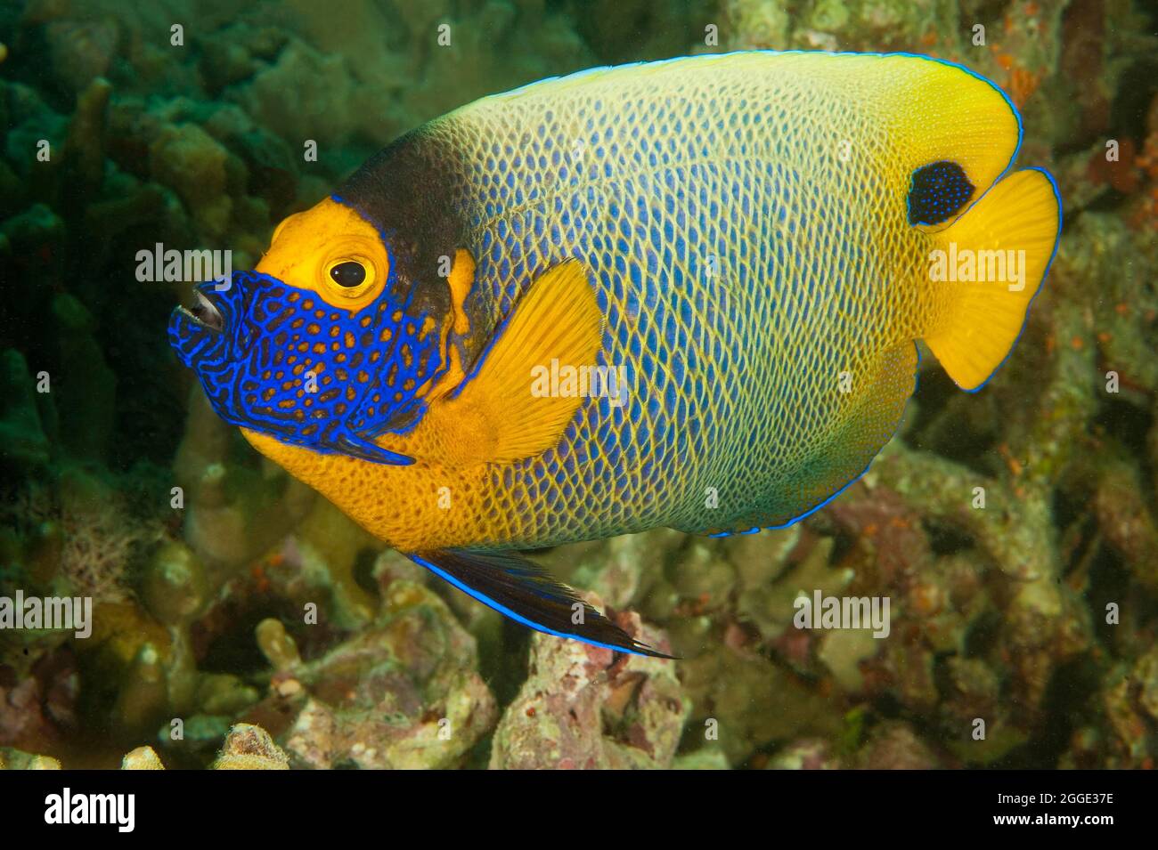 Blueface Angelfish