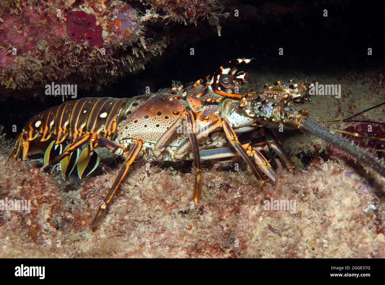 Caribbean spiny crayfish (Panulirus argus), Caribbean, Grenada Stock ...