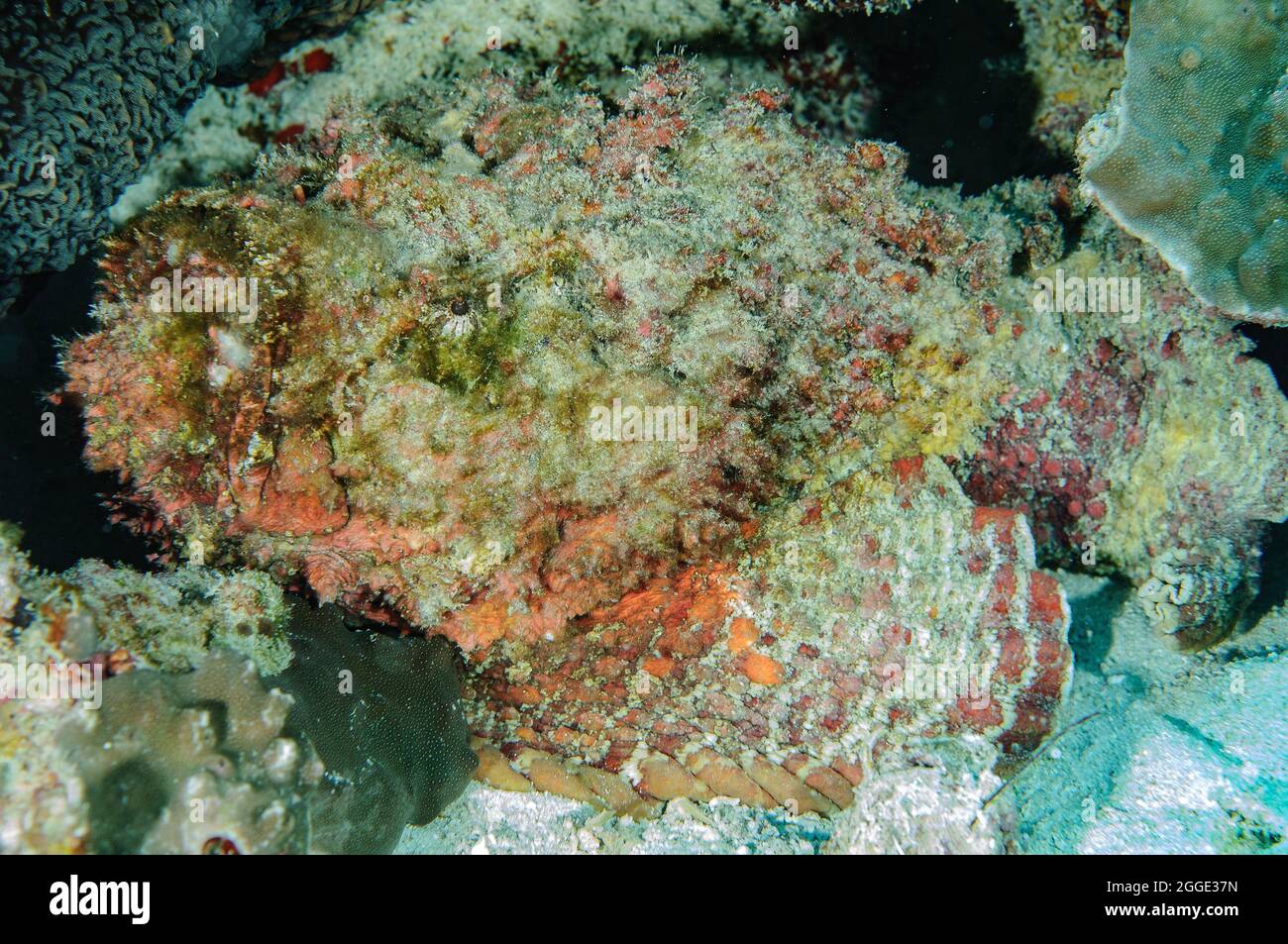 Red stonefish hi-res stock photography and images - Alamy