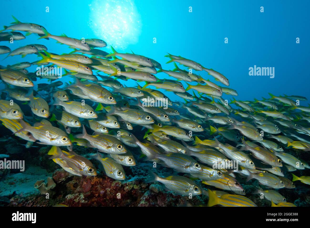 Shoal of fish with species of snapper (Lutjanus), Indian Ocean ...