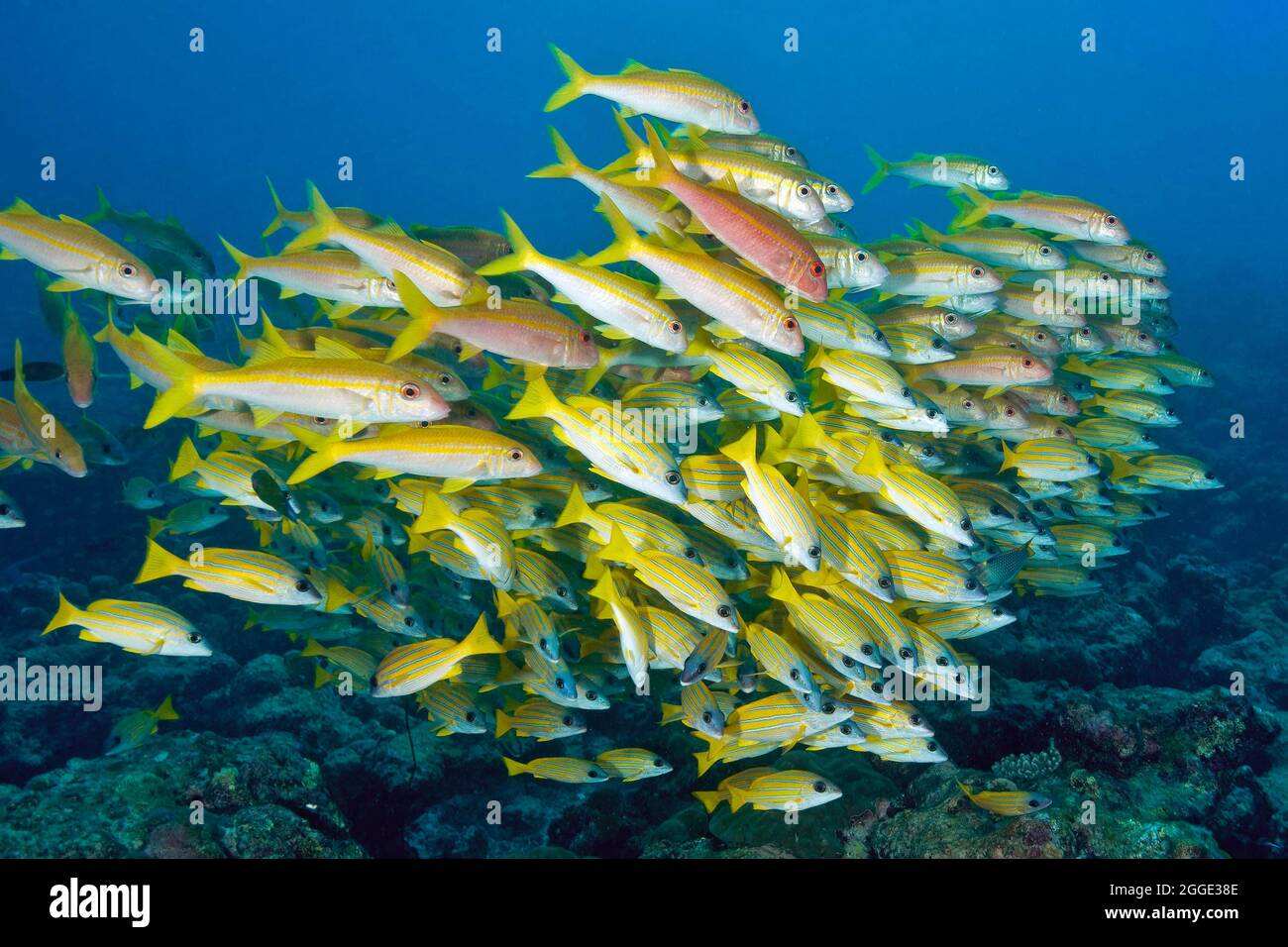Shoal of fish with species of snapper (Lutjanus), Indian Ocean ...