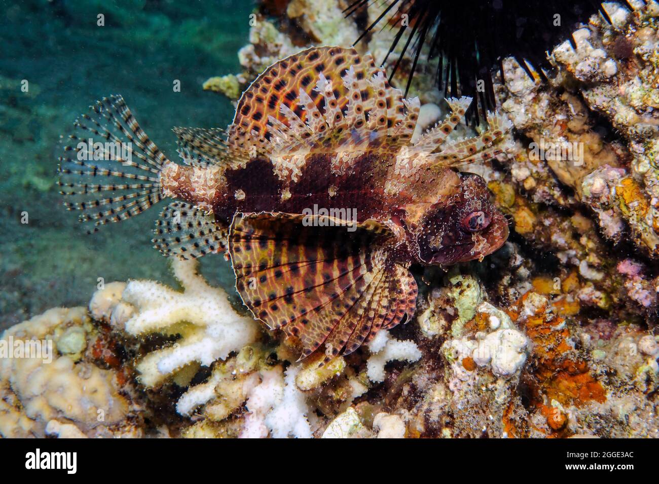 Hawaiian lionfish (Dendrochirus Brachypterus), Red Sea, Indian Ocean ...