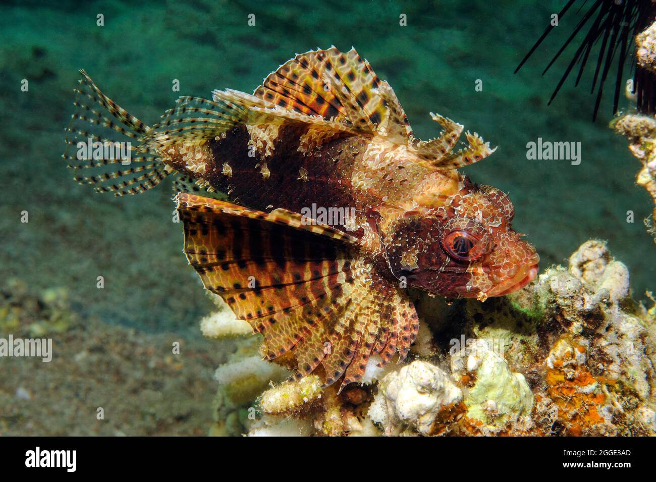 Hawaiian lionfish (Dendrochirus Brachypterus), Red Sea, Indian Ocean ...