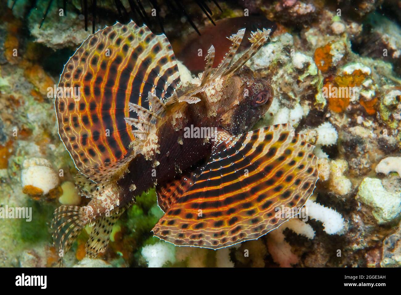 Hawaiian lionfish (Dendrochirus Brachypterus), Red Sea, Indian Ocean ...