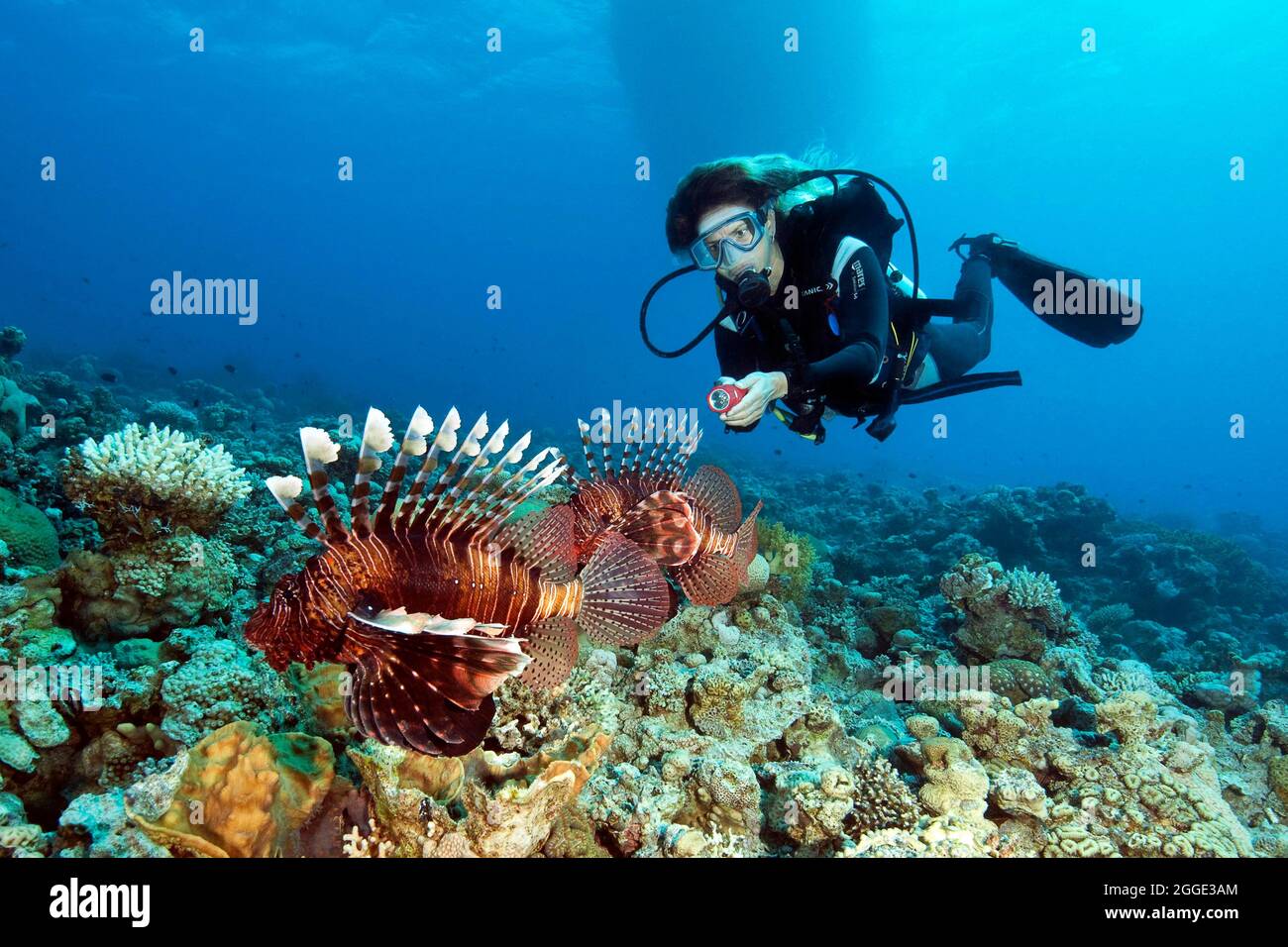 Lionfish lurking in coral reef for prey, diver behind, Red Sea, Aqaba ...