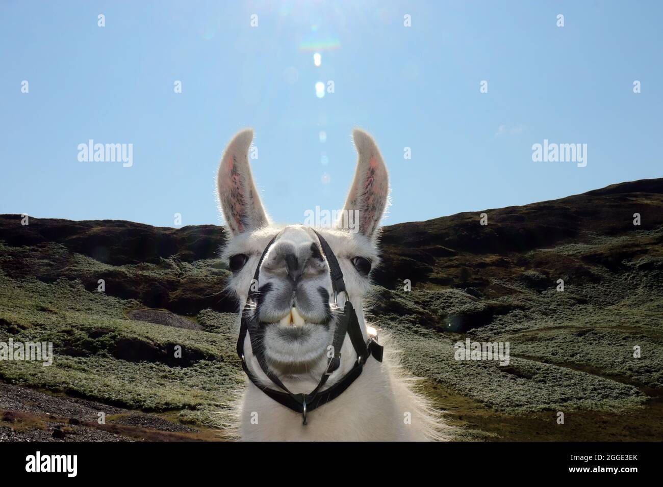 Goofy smiles hi-res stock photography and images - Alamy