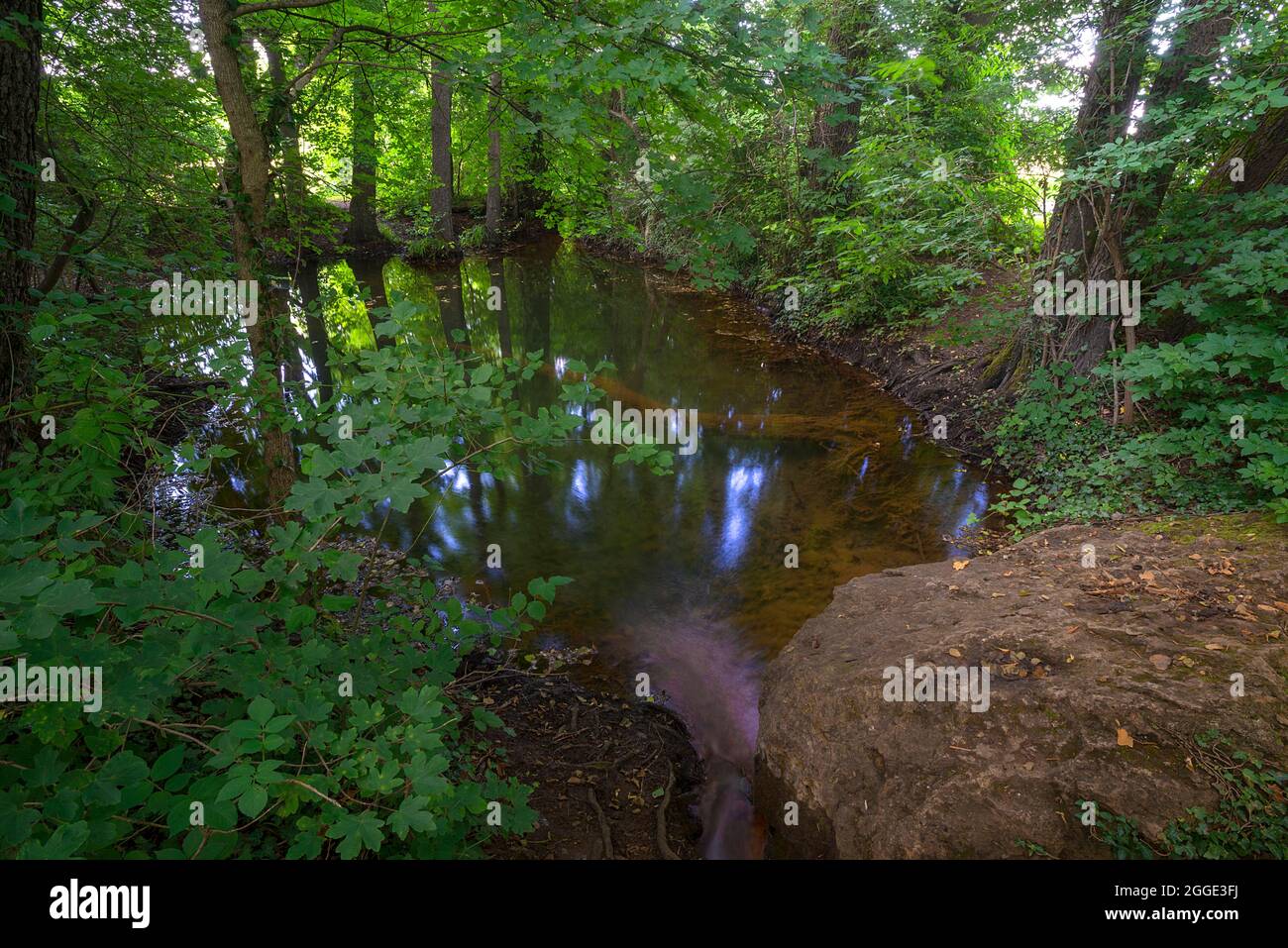 Spring forest water hi-res stock photography and images - Alamy