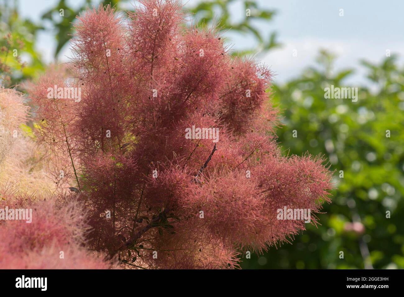 Flowering wig shrub (Cotinus coggygria), Bavaria, Germany Stock Photo ...