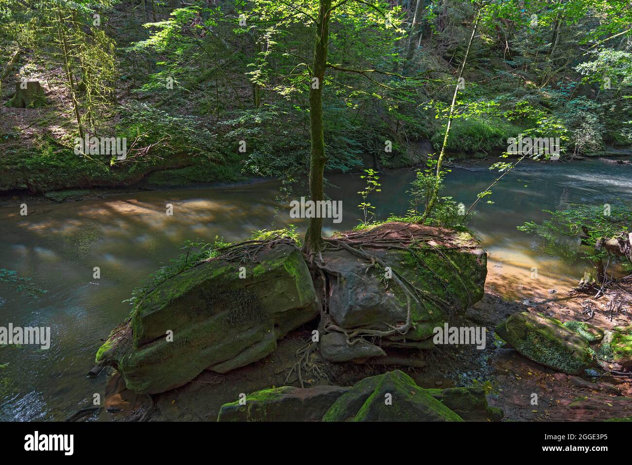 Spruce on a rock in the Schwarzachklamm, Schwarzenbruck, Middle ...