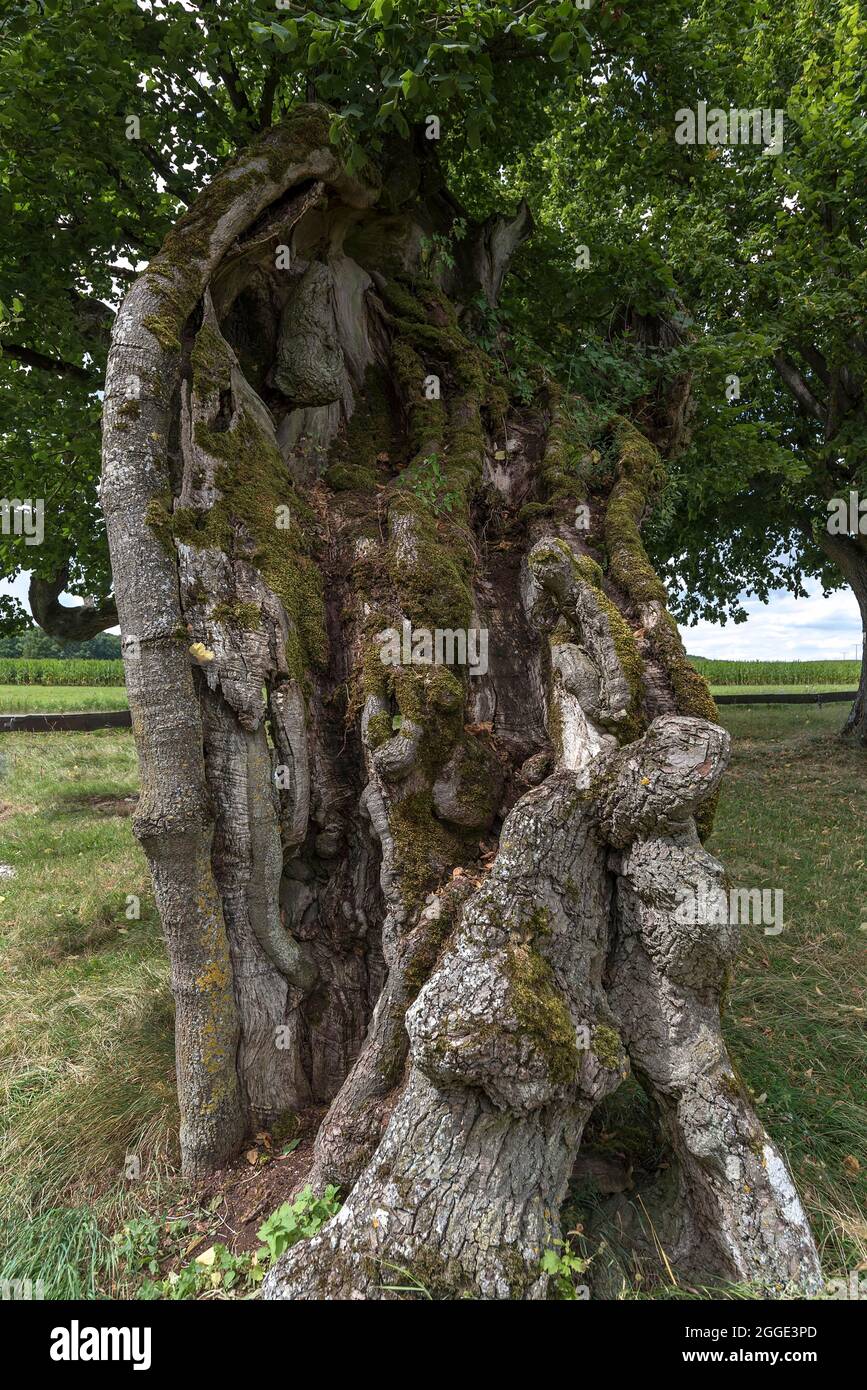 Thousand year old linden tree hi-res stock photography and images - Alamy