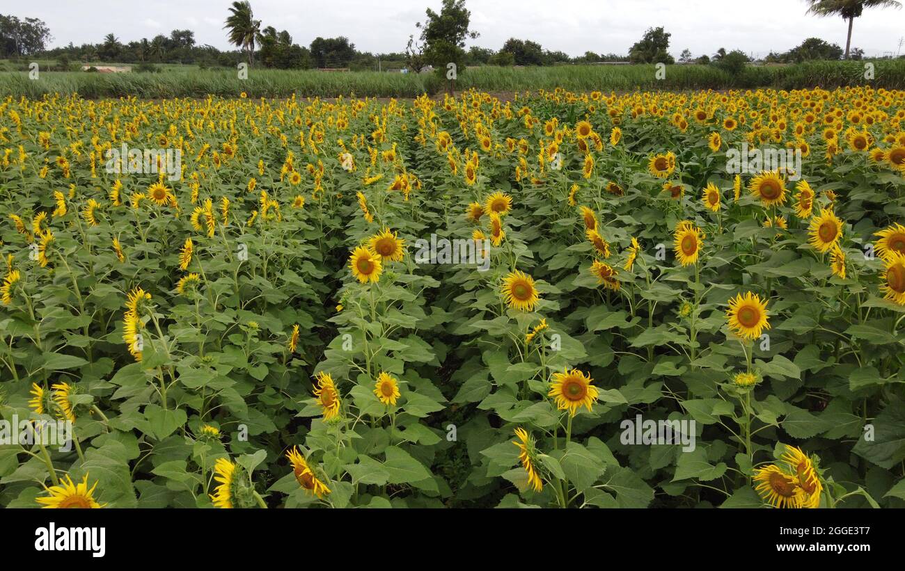 Sunflower field aerial shot, India Stock Photo - Alamy