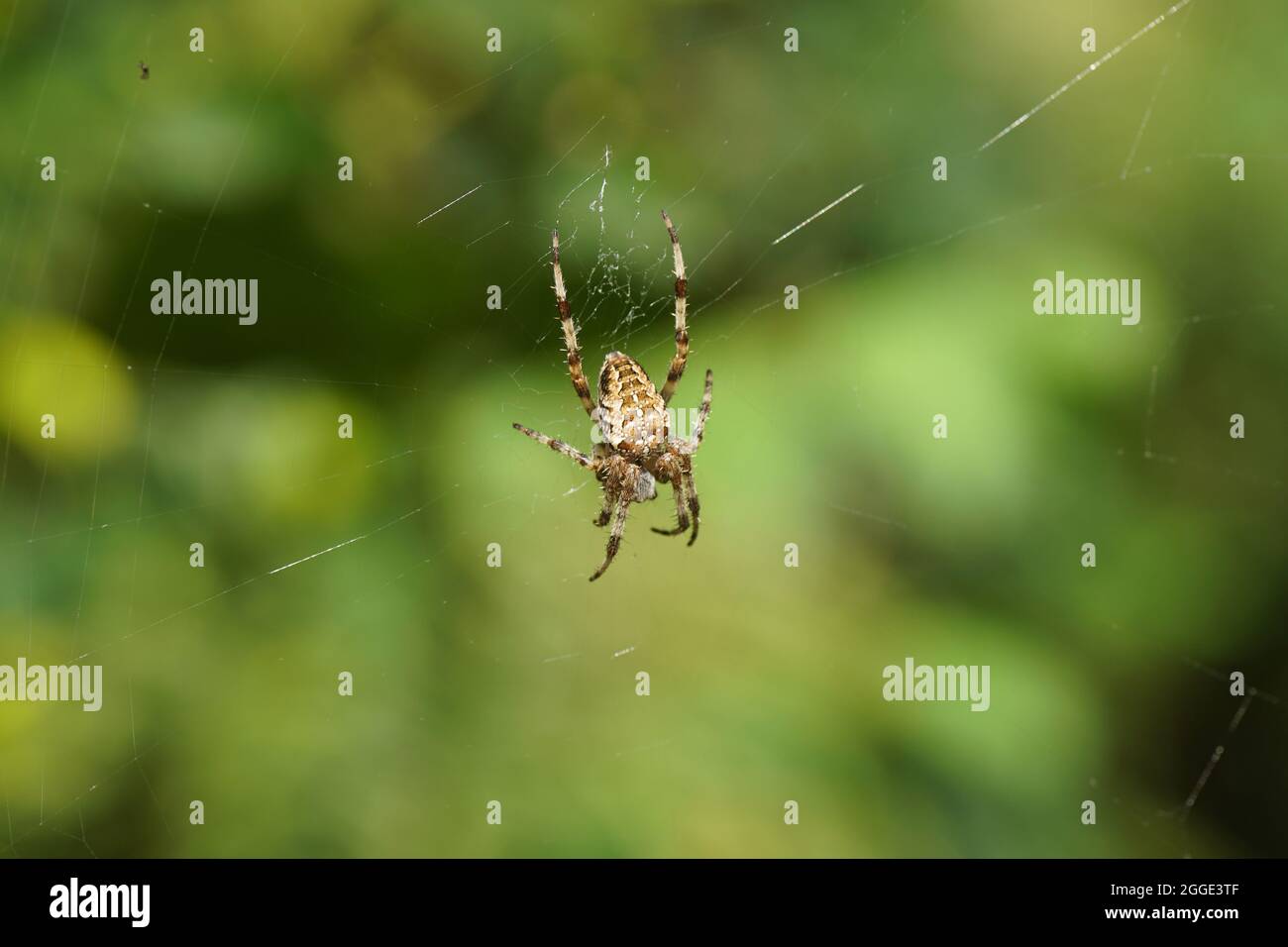 European garden spider, diadem spider, orangie, cross spider or crowned ...