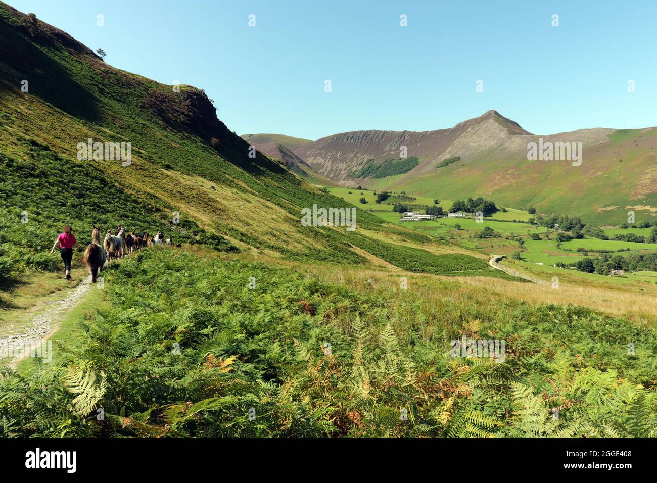 Goofy walk hi-res stock photography and images - Alamy
