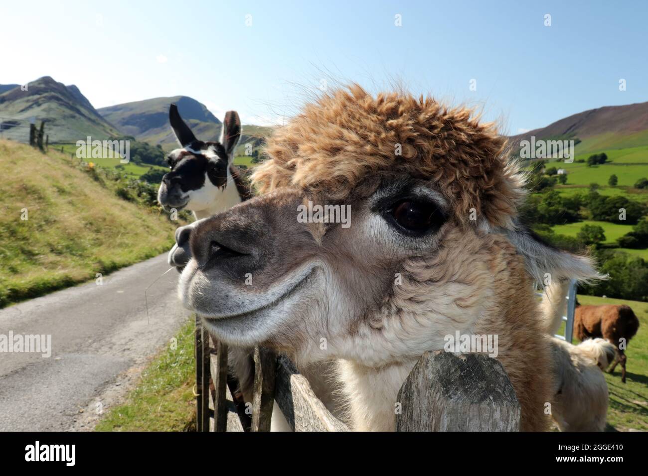 Alpaca smiling hi-res stock photography and images - Alamy